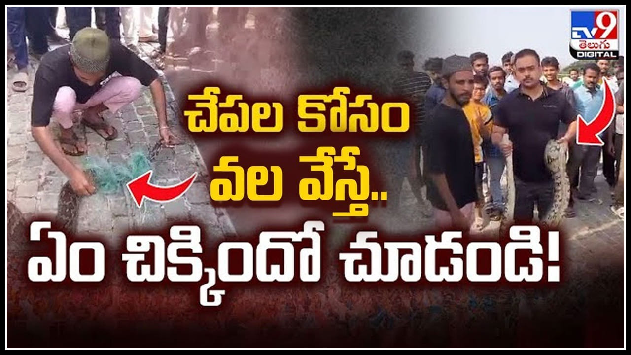 Viral: చేపల కోసం వల వేస్తే.. ఏం చిక్కిందో చూడండి.! వీడియో వైరల్.. - Telugu News | A huge python ...