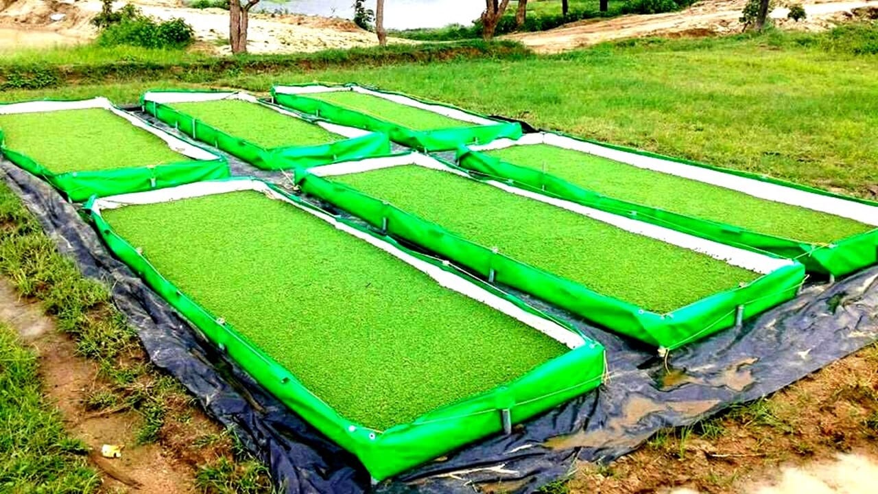 Cultivation of Azolla: ఈ మేత తింటే పశువుల నుంచి పాలధారలే.. పాడి రైతులకు ...
