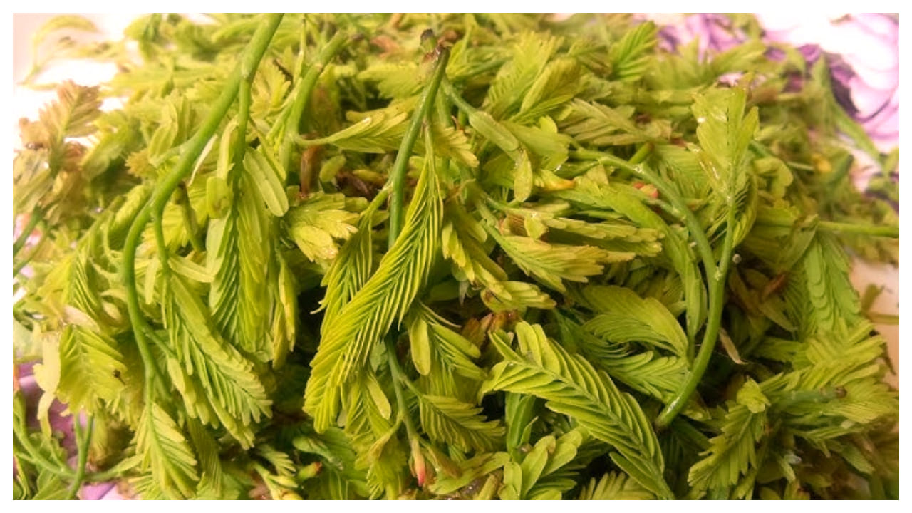 Chintha Chiguru: ఇందులో ఏముందిలే అని తీసిపారేయకండి.. ఊహించని లాభాలు మీ ...