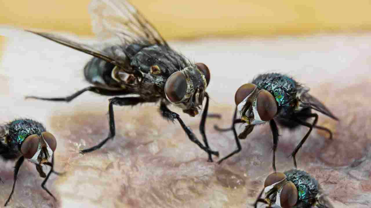 Viral: ఇది సినిమా కాదండోయ్.. పక్కా నిజం..ఈగలు హత్యకేసు హంతకుడ్ని ...