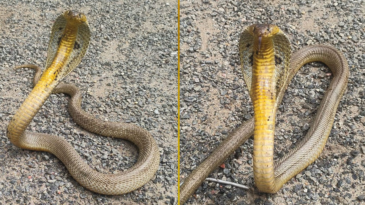 Viral Video: నిగనిగలాడే గోల్డెన్ కోబ్రా ఎప్పుడైనా చూసారా.. ఎదురు ...
