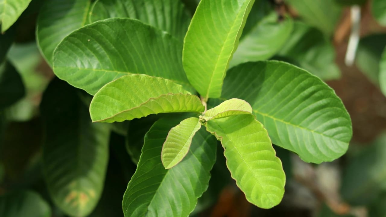 Guava Leaves: జామ ఆకుల్ని ఇలా తీసుకుంటే.. ఎలాంటి రోగాలు దరిచేరవు ...