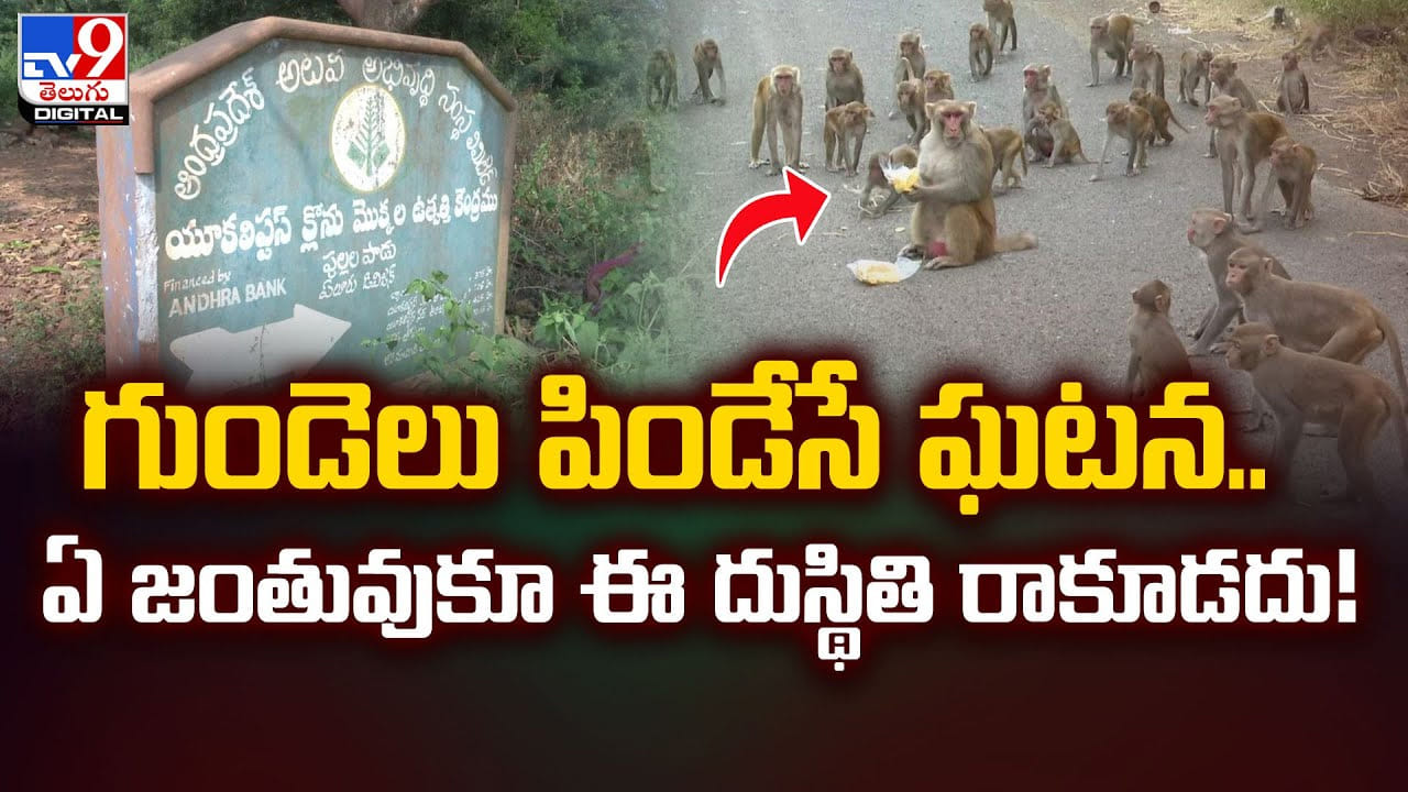 గుండెలు పిండేసే ఘటన.. ఏ జంతువుకూ ఈ దుస్థితి రాకూడదు - Telugu News | Monkeys hungry in dwaraka ...
