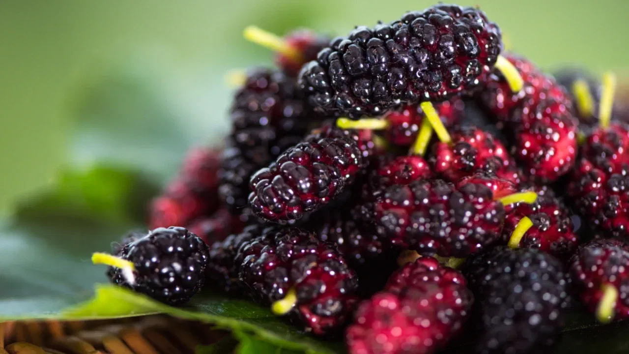 Mulberry: పోషకాల పుట్ట మల్బరీ.. అప్పుడప్పుడూ తిన్నా చాలు! | So Many ...