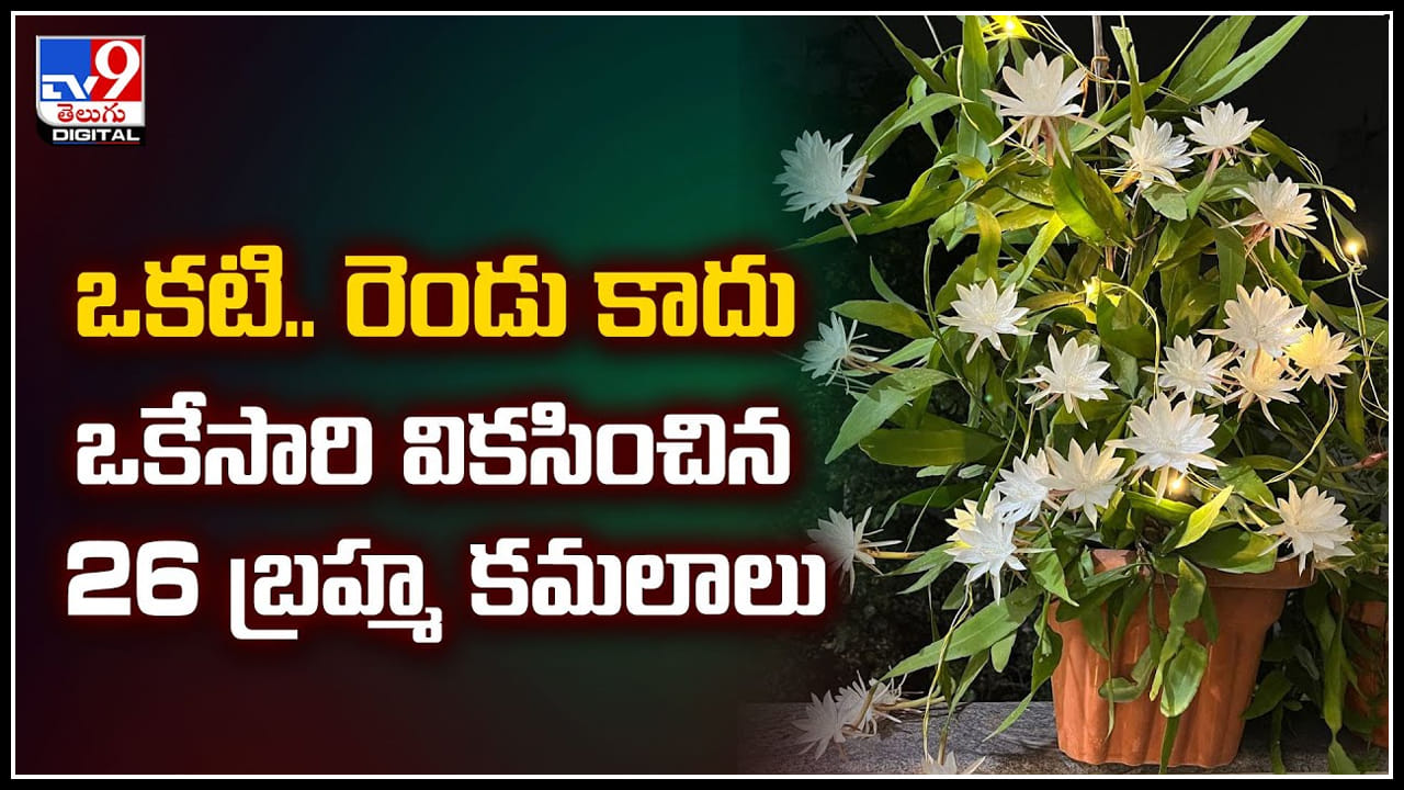 Brahma kamalam: ఒకటి.. రెండు కాదు.. ఒకేసారి వికసించిన 26 బ్రహ్మ కమలాలు ...