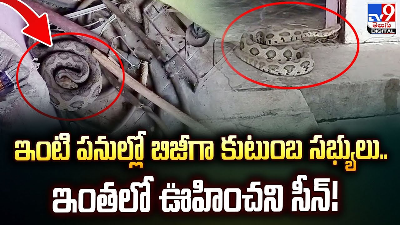 ఇంటి పనుల్లో బిజీగా కుటుంబ సభ్యులు.. ఇంతలో ఊహించని సీన్‌ !! - Telugu News | Huge python appears ...