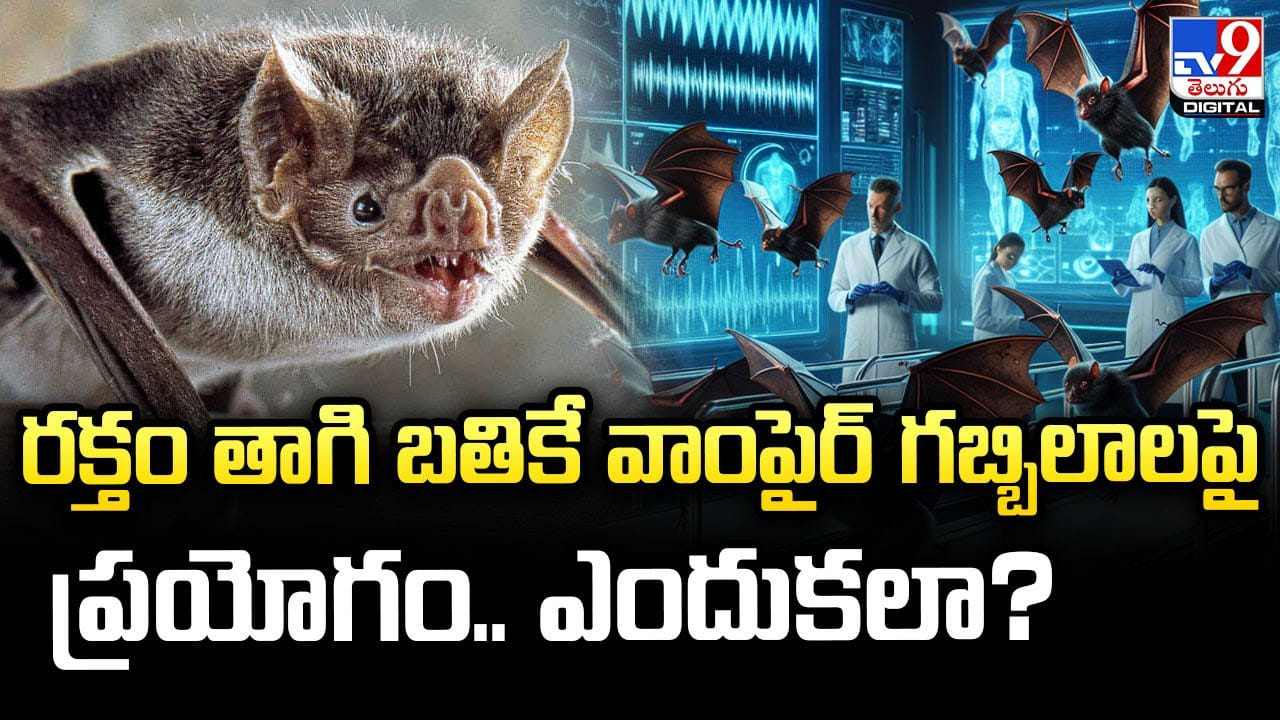 రక్తం తాగి బతికే వాంపైర్‌ గబ్బిలాలపై ప్రయోగం.. ఎందుకలా ?? - Telugu News ...