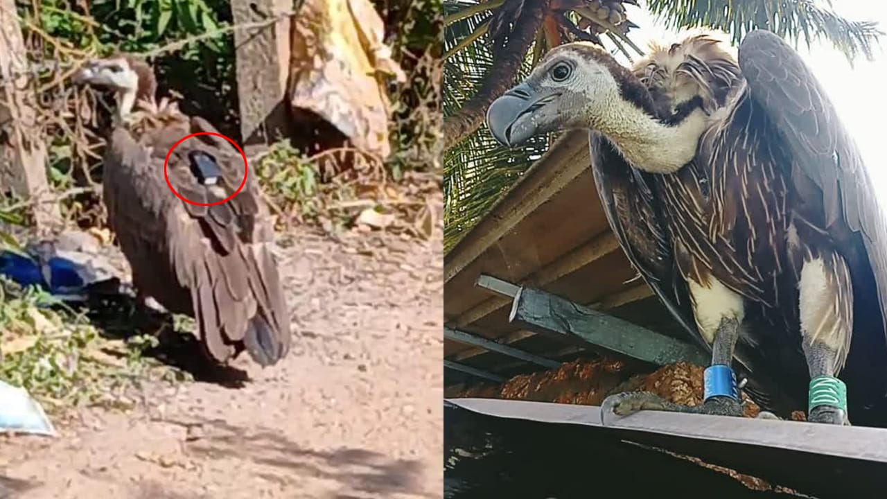 Vulture: జీపీఎస్ ట్రాకర్‌, ట్యాగ్‌తో ఉన్న రాబందు కలకలం.. గుట్టు తేల్చిన అధికారులు - Telugu News ...