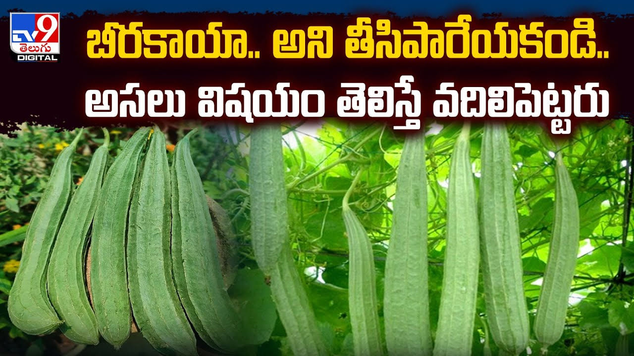 బీరకాయా.. అని తీసిపారేయకండి.. అసలు విషయం తెలిస్తే వదిలిపెట్టరు - Telugu ...