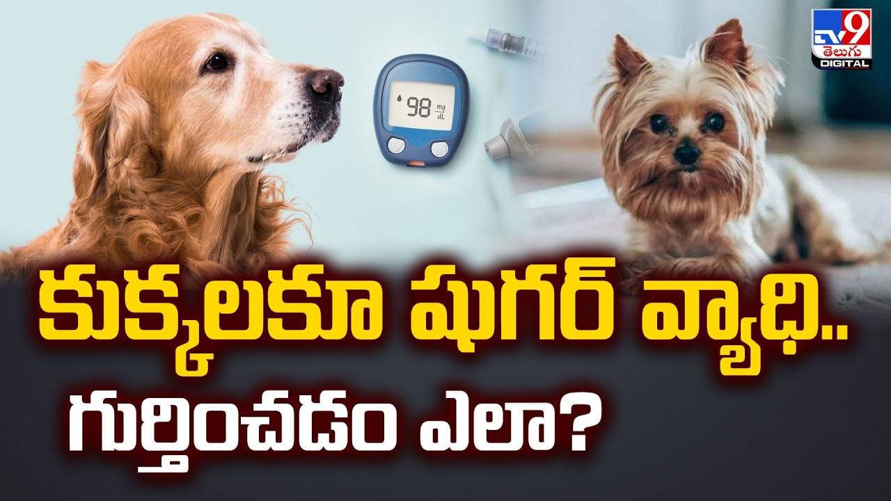 కుక్కలకూ షుగర్‌ వ్యాధి.. గుర్తించడం ఎలా ?? - Telugu News | Symptoms ...