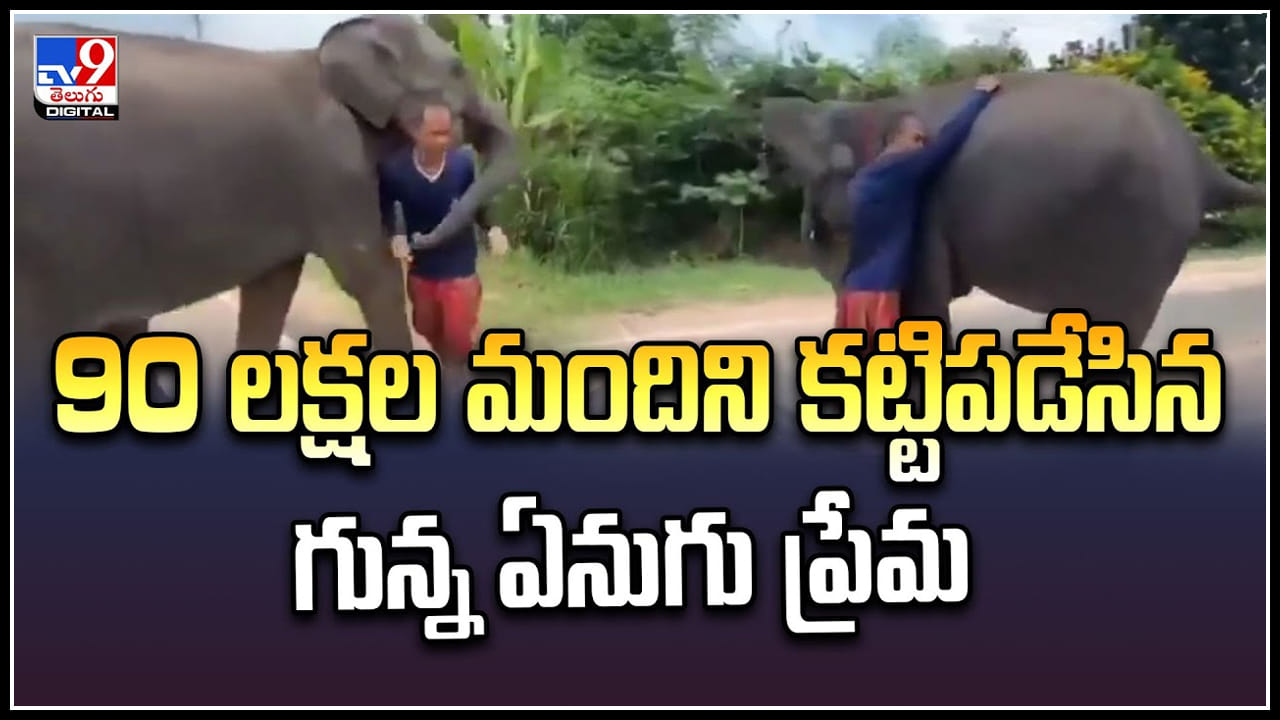 Viral: 90 లక్షల మందిని కట్టిపడేసిన గున్న ఏనుగు ప్రేమ.. వీడియో వైరల్ ...