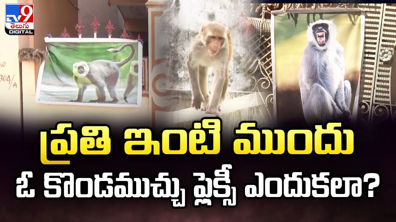 ప్రతి ఇంటి ముందు ఓ కొండముచ్చు ఫ్లెక్సీ.. ఎందుకలా ?? - Telugu News | Langur monkeys flexis placed ...