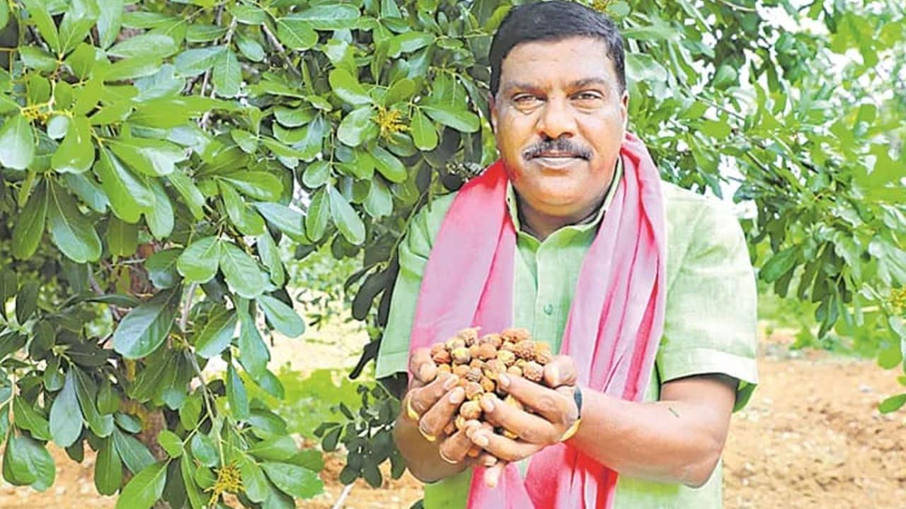 Telangana: కుంకుడు రైతుకు పద్మారెడ్డికి మిలియనీర్ ఫార్మర్ ఆఫ్ ఇండియా పురస్కారం.. - Telugu News ...