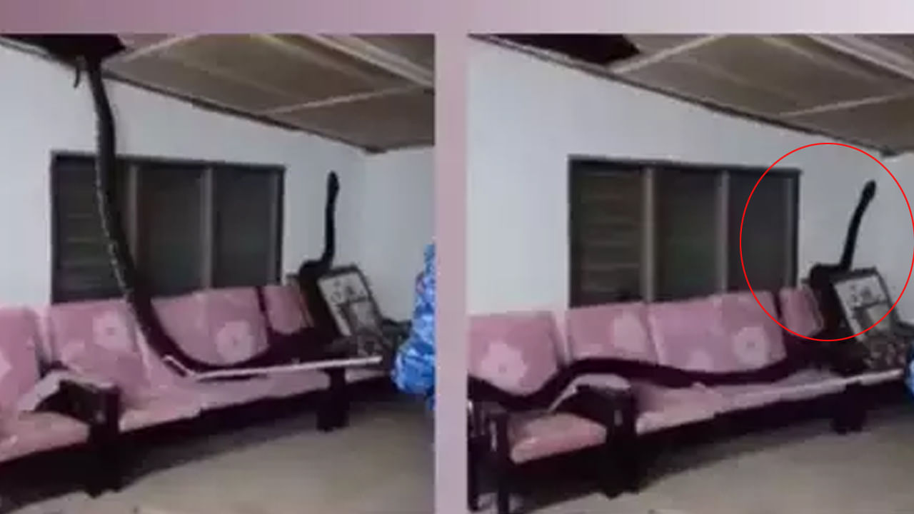 Viral Video: ఇంట్లోకి దూరిన భారీ పైథాన్.. ఆ తర్వాత ఒళ్లు గగుర్పొడిచే ...