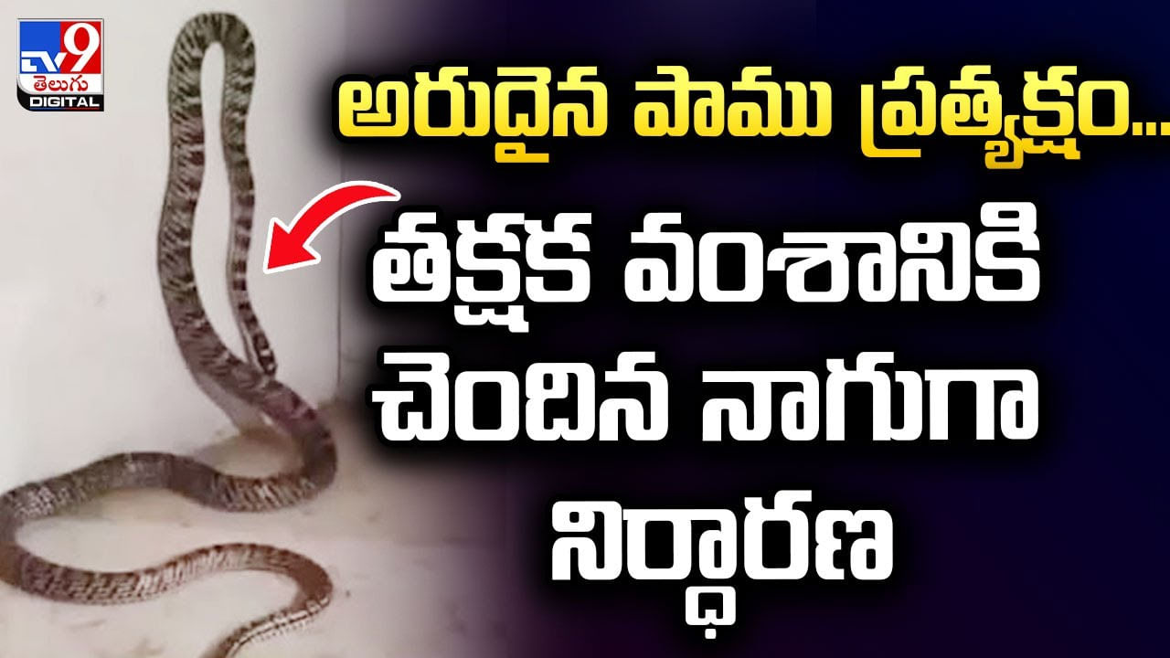 అరుదైన పాము ప్రత్యక్షం.. తక్షక వంశానికి చెందిన నాగుగా నిర్ధారణ - Telugu News | Rare snake ...
