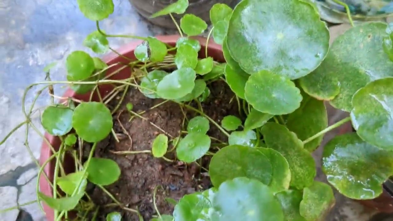 Saraswati Plant: ఈ ఆకు రోజుకు ఒక్కటి తిన్నా జ్ఞాప‌క‌శ‌క్తి పెరుగుతుంది ...