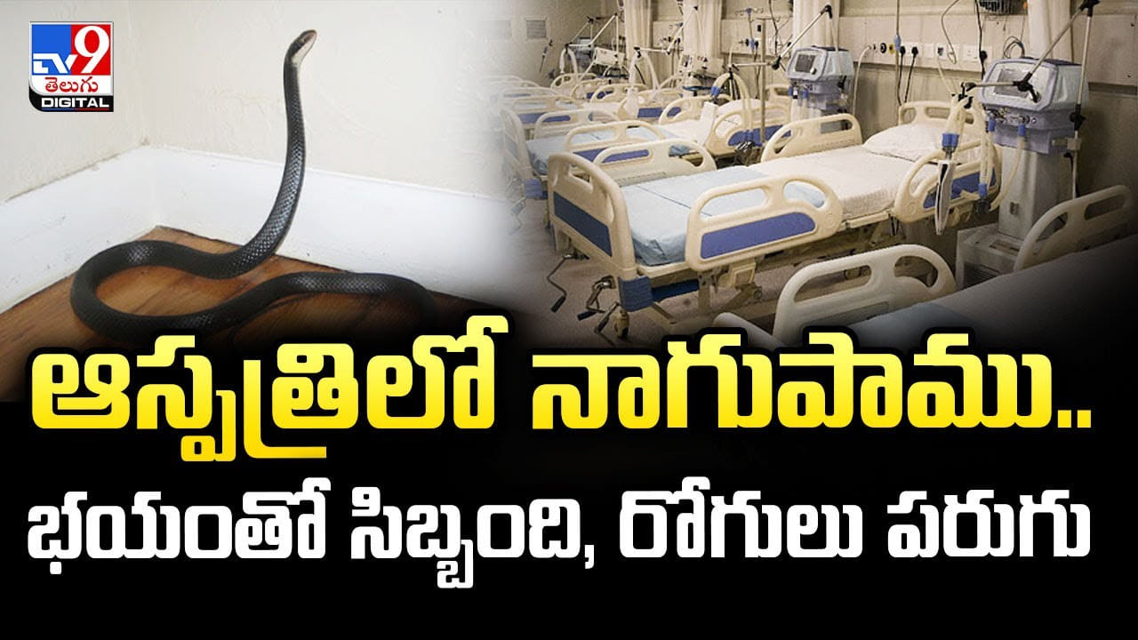 ఆస్పత్రిలో నాగుపాము.. లేవలేని రోగులు కూడ పరుగో పరుగు - Telugu News ...