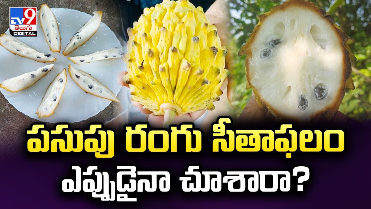 పసుపు రంగు సీతాఫలం ఎప్పుడైనా చూశారా ?? - Telugu News | Have you ever ...