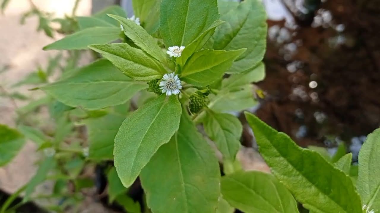 Bhringraj Leaves: అద్భుతమైన ఈ ఆకుల్ని ఇలా వాడితే.. మీ జుట్టు సమస్యలు ...