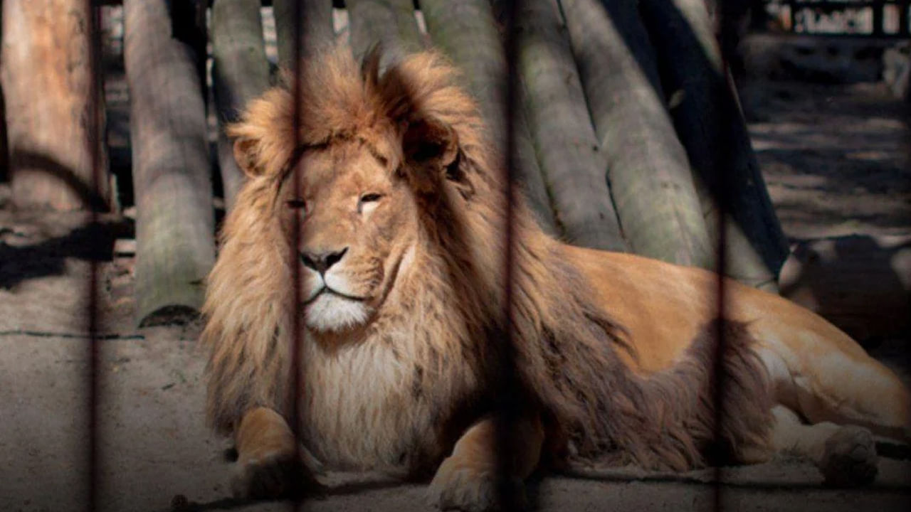 Viral Video: ఓర్నీ..గర్ల్‌ ఫ్రెండ్‌‌ను మెప్పించేందుకు ఎంతపని చేశాడు ...