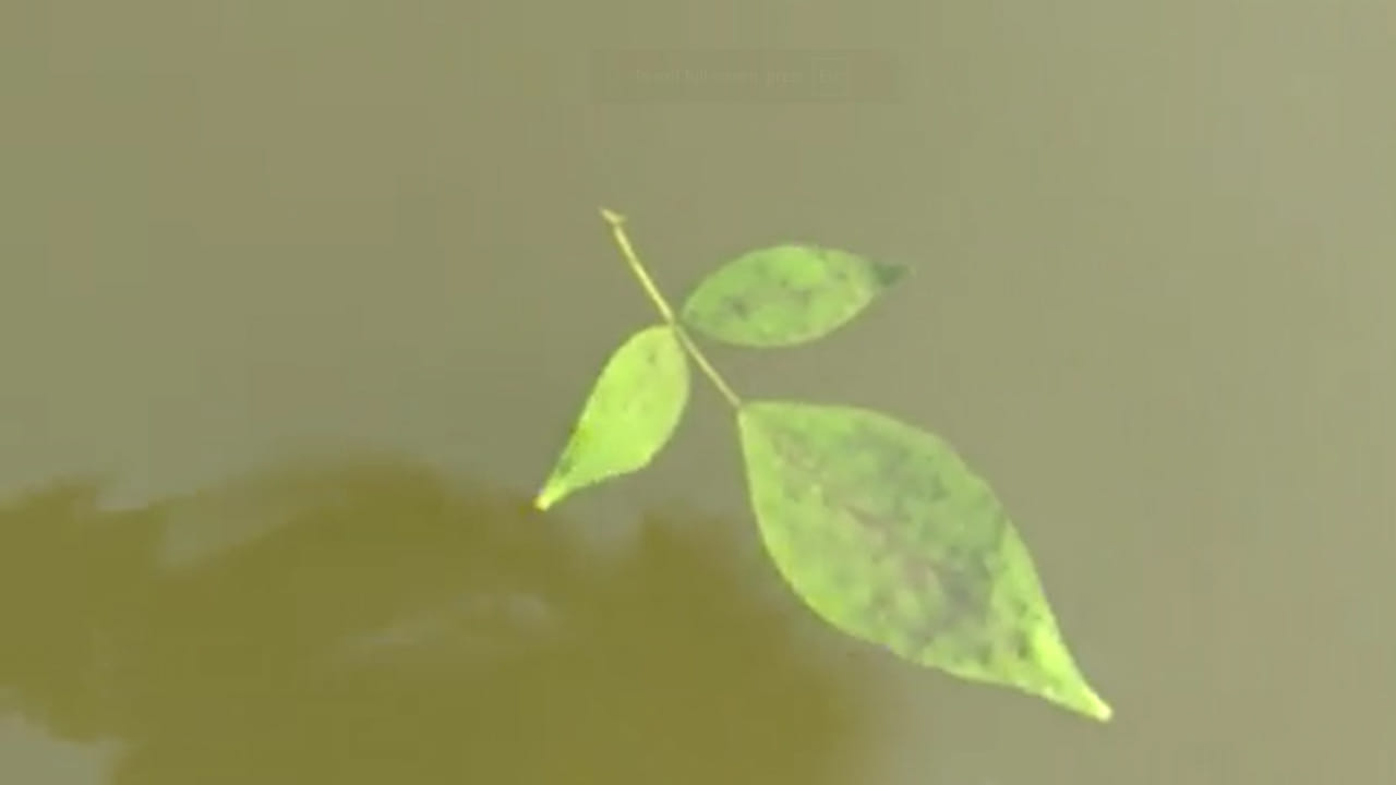 Andhra: ఇదేం చిత్రం.. నీటిలో మునిగిపోతున్న మారేడు దళం - Telugu News ...