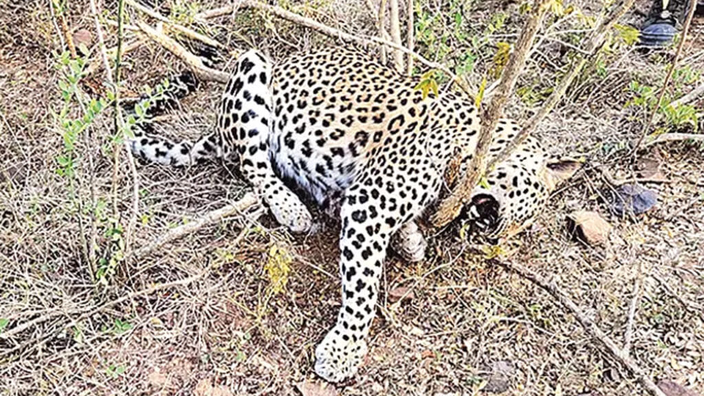 Prakasam District: రోజూలానే అడవిలో తనిఖీకి వెళ్లిన సిబ్బంది.. కనిపించింది చూసి షాక్.. - Telugu ...