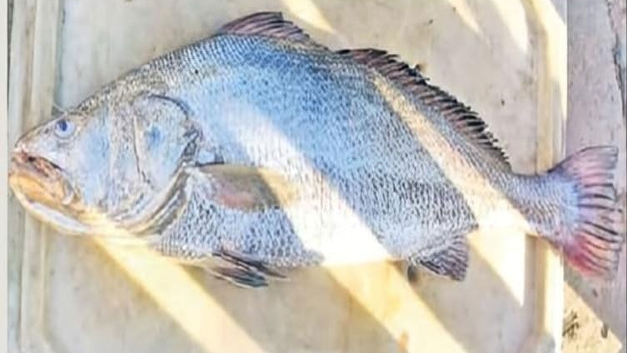 Golden Kachidi Fish: ఆ చేప బంగారం.. ధరెంతో తెలిస్తే దిమ్మతిరగాల్సిందే ...
