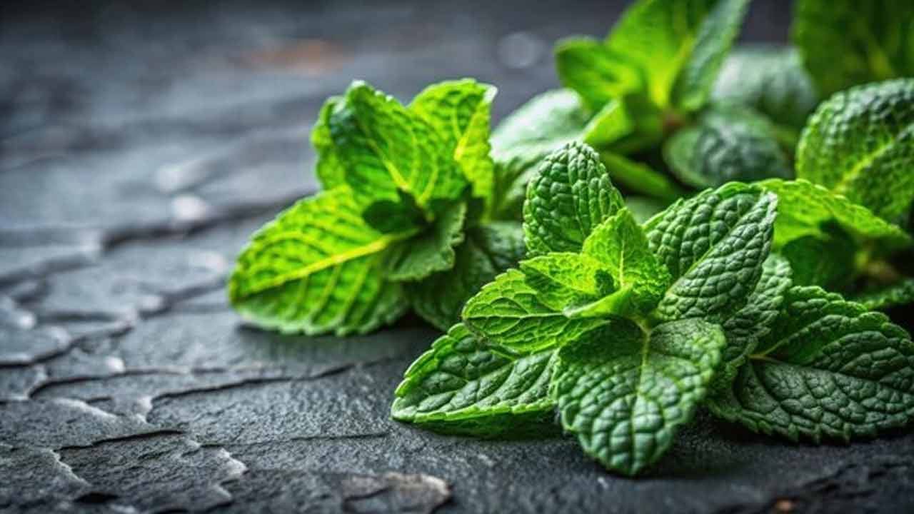 Mint leaves: ఈ ఆకులు రోజూ పొద్దున్నే ఖాళీ కడుపుతో తిన్నారంటే.. జీవితంలో ...