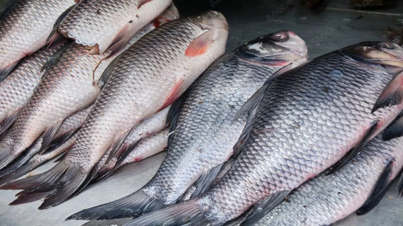 నది చేపలు వర్సెస్ సరస్సు చేపలు..! ఆరోగ్యానికి ఏది మంచిది..? - Telugu ...