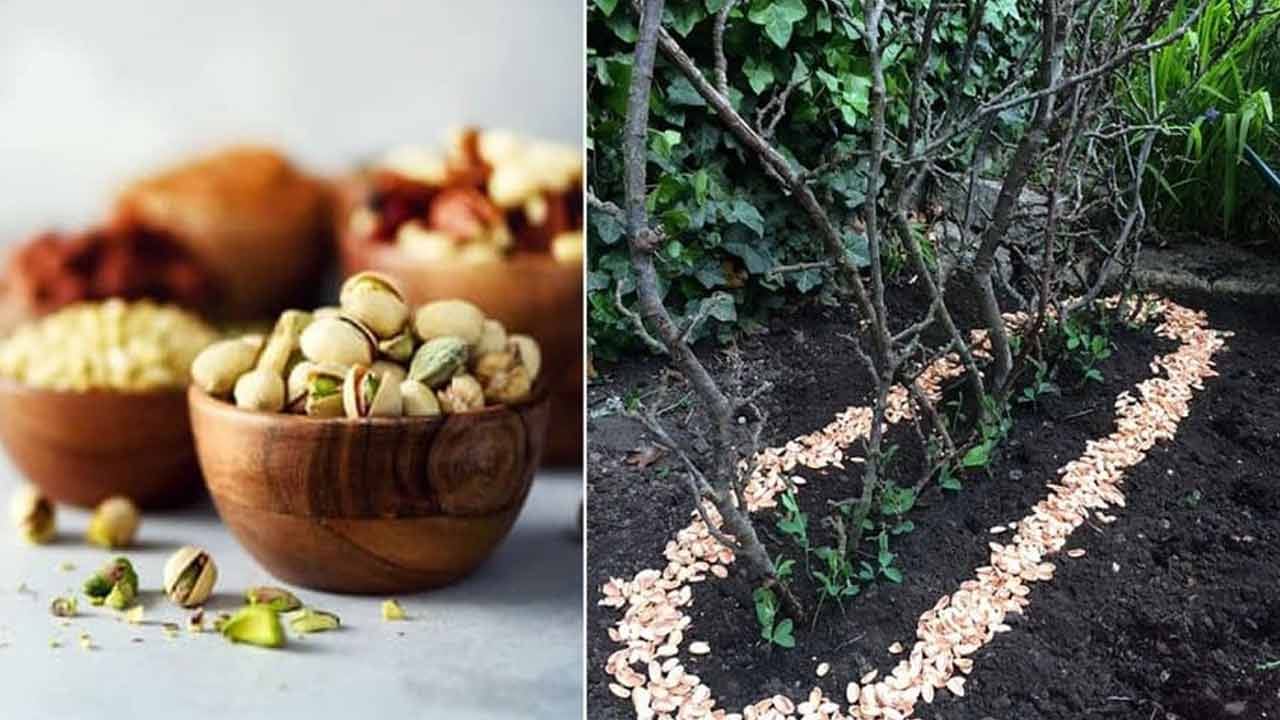 Pistachio shells: పిస్తా పొట్టును ప‌డేయ‌కండి.. దాంతో క‌లిగే లాభాలు ...