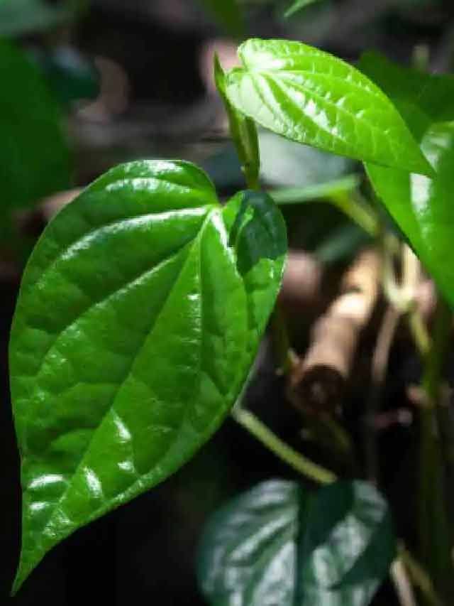 Morri Pandlu: ఈ పండ్లు కనిపిస్తే వెంటనే తినండి.. రుచితోపాటు మహా ...