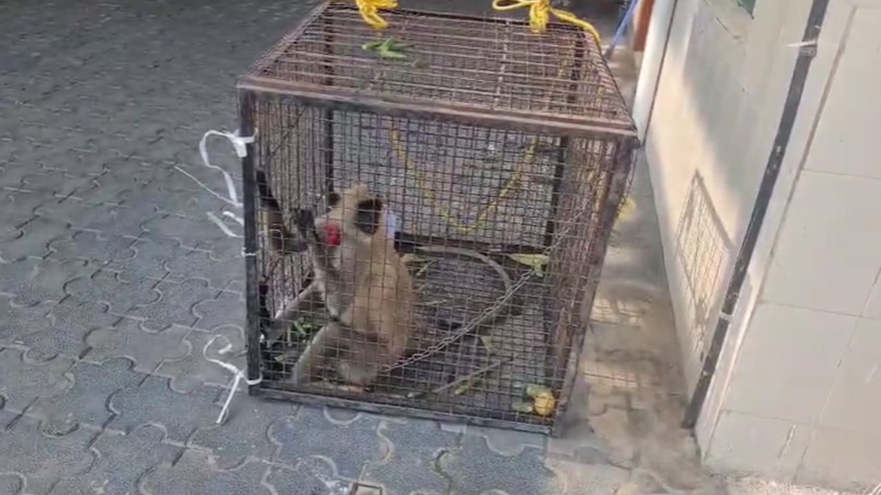 Telangana: ఆ ఆస్పత్రికి కొండముచ్చే సెక్యూరిటీ గార్డ్.. | Baboon Doing ...