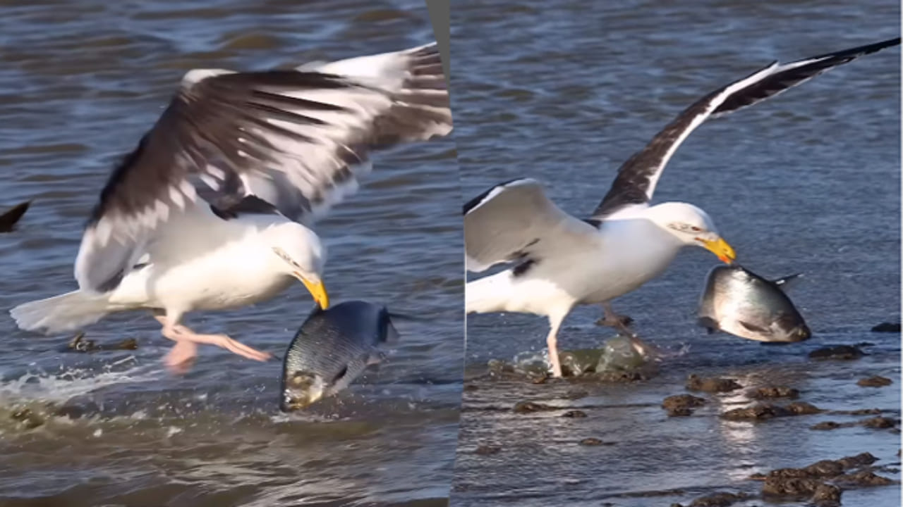 Bird Vs Fish : భారీ చేపను వేటాడిన పక్షి... ఆ తర్వాత ఏం జరిగిందో చూడండి ...