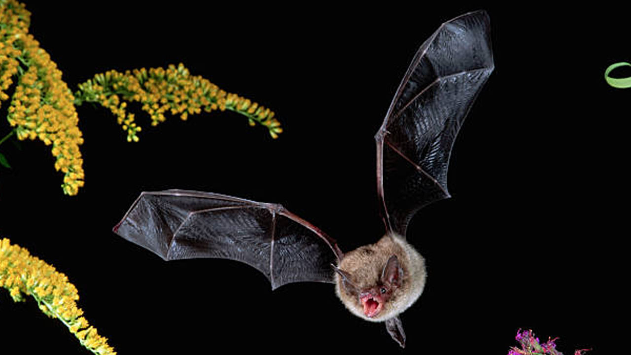 What Bats Teach Us: జీవితంలో విలువైన పాఠాలు నేర్పే గబ్బిలం.. వీటిని పాటిస్తే జీవితంలో బాధనేది ...