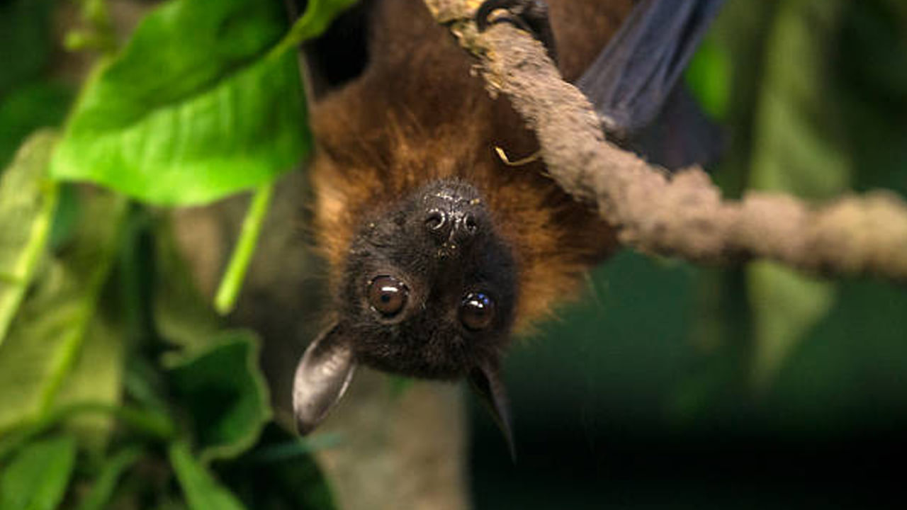 What Bats Teach Us: జీవితంలో విలువైన పాఠాలు నేర్పే గబ్బిలం.. వీటిని పాటిస్తే జీవితంలో బాధనేది ...