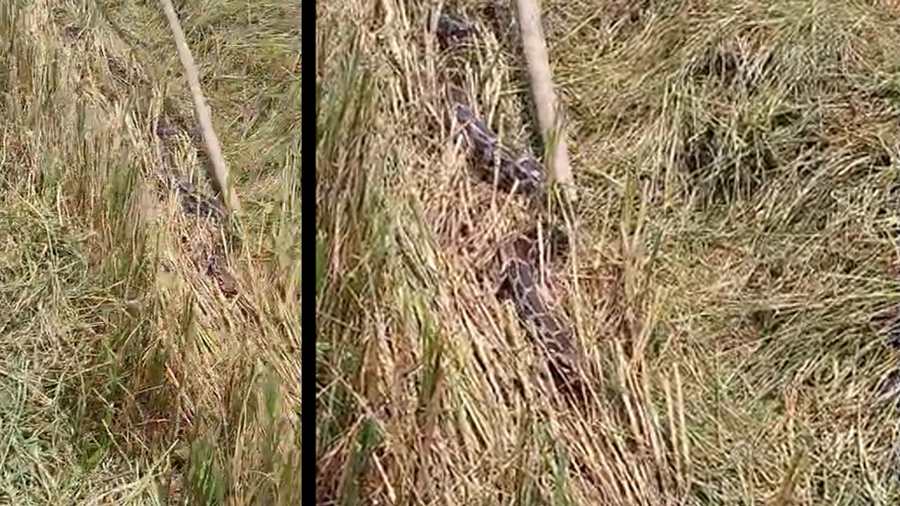 Vizag: వరి కోస్తుండగా పొలంలో ఏదో అలికిడి.. రైతులు వెళ్లి చూడగా.. అమ్మబాబోయ్ - Telugu News | Huge ...