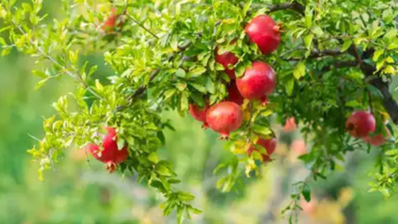 దానిమ్మ పండు కాదండోయ్.. ఆకులతో బోలెడు లాభాలు ! - Telugu News | These ...