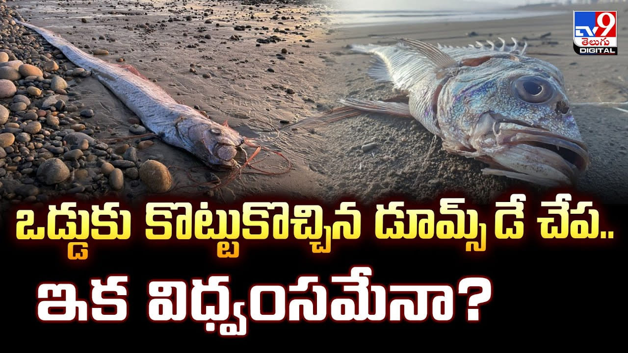 ఒడ్డుకు కొట్టుకొచ్చిన డూమ్స్ డే చేప.. ఇక విధ్వంసమేనా? వీడియో - Telugu ...