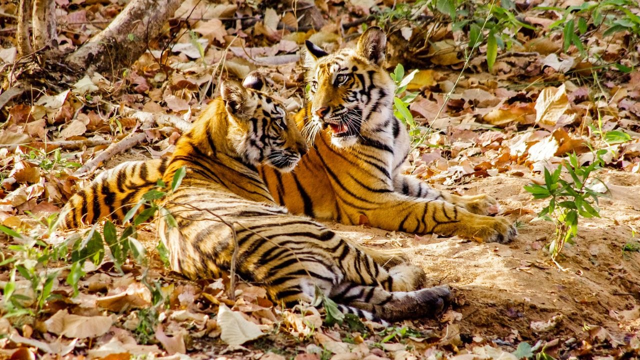 Indian Big Cats: ఇండియాలో మాత్రమే కనిపించే 5 ప్రధాన పెద్ద పిల్లి జాతులు ...