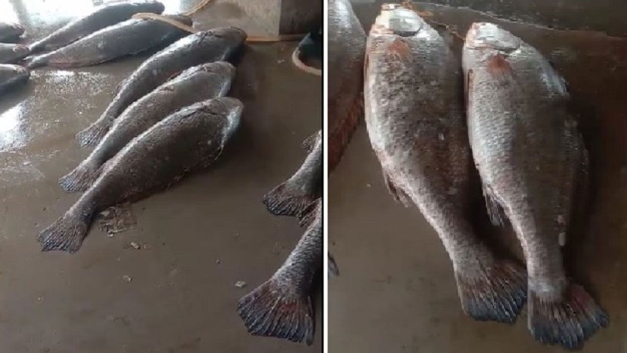 Viral Video: ఒక్క వలకు జాలరి సుడి తిరిగిపోయింది... వలలో ఏం పడ్డాయో ...