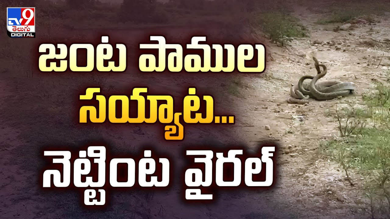 జంట పాముల సయ్యాట..నెట్టింట వీడియో వైరల్ - Telugu News | Snake attack video in Peddataiyuru ...