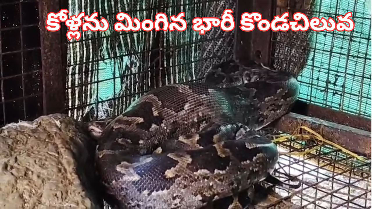 Watch Video: కోళ్లను మింగి అక్కడే తిష్ట వేసిన కొండచిలువ.. తృటిలో ...