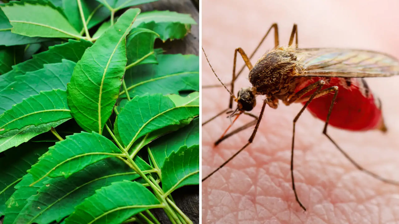 దోమల బెడదను నివారించే వంటింటి చిట్కాలు..ఈ ఆకుతో ఇలా చేస్తే పరార్ ...