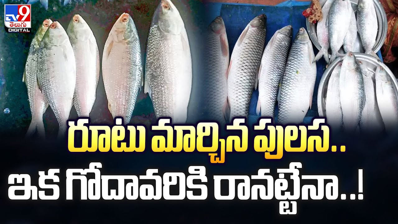 రూటు మార్చిన పులస.. ఇక గోదావరికి రానంటుంది.. ఎందుకో - Telugu News | Andhra pradesh pulasa fish ...