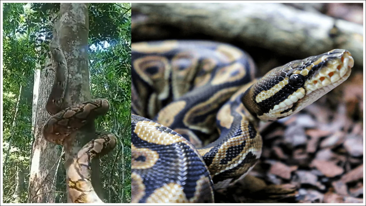 Viral Video: కొండ చిలువ చెట్టు ఎక్కే విధానం ఎప్పుడైనా చూశారా? వీడియో ...