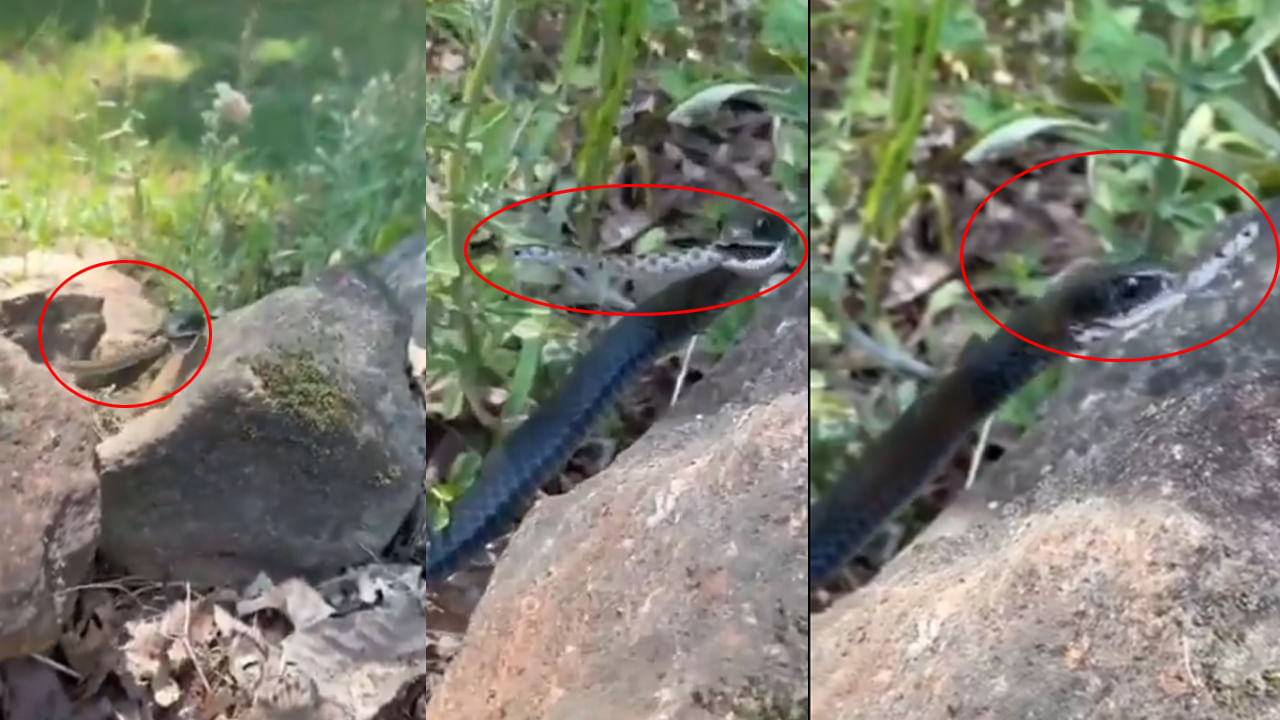 Viral Video: అమ్మ బాబోయ్ - పామును కరకరా నమిలి తినేసిన మరో పాము - Telugu ...