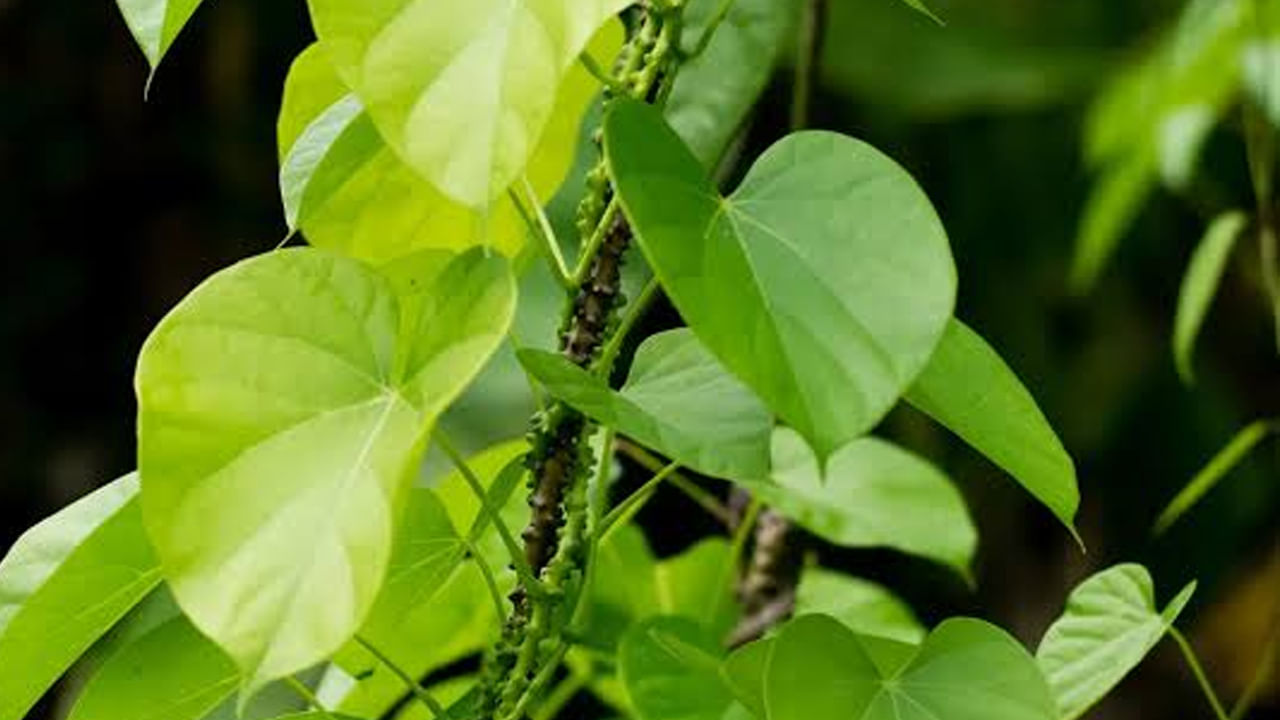 తుప్పల్లో దొరుకుతుందని చిన్నచూపు చూసేరు.. డయాబెటిస్ సహా ఆ సమస్యలకు ...