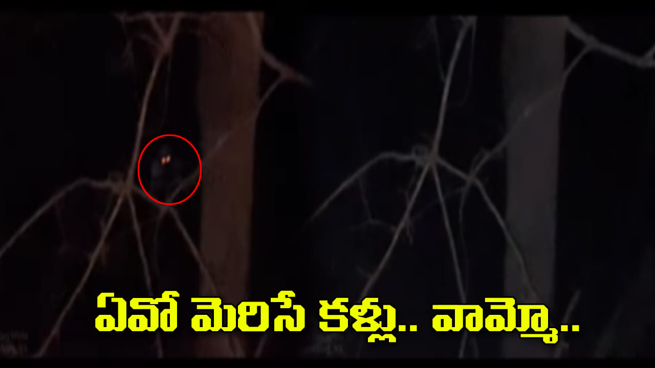 Viral Video: చిమ్మచీకటిలో దూరంగా కనిపించిన మెరిసే కళ్లు.. ఏంటా అని ...