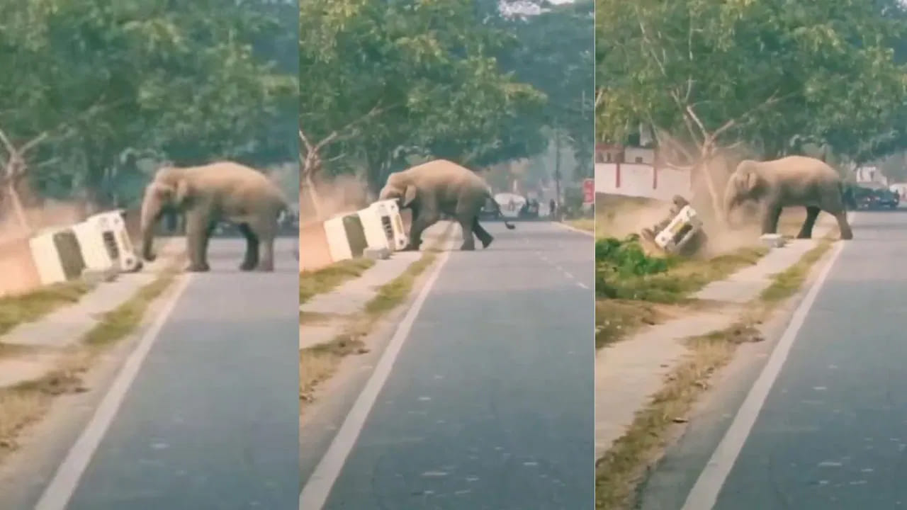 ఏనుగుకు కోపం వస్తే ఎలా ఉంటుందో తెలుసా..? వణుకుపుట్టించే వీడియో ...