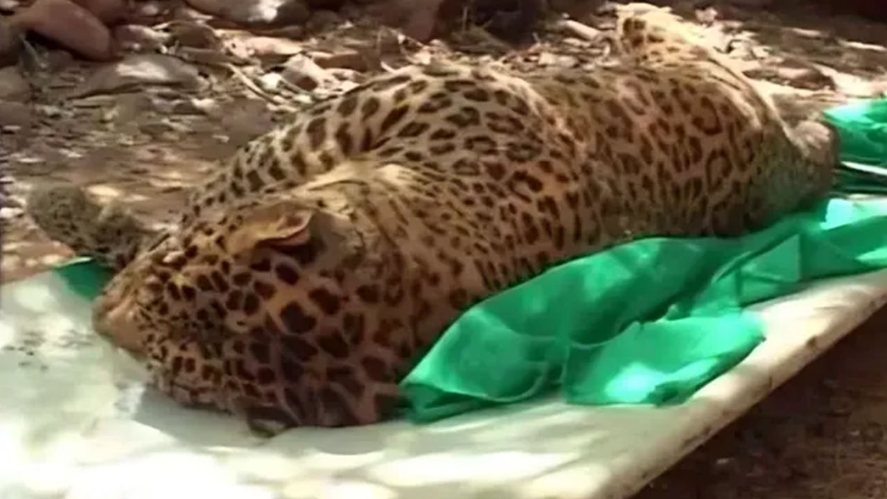 Cheetah Dies: తిరుపతి జూలో ఆడ చిరుత మృతి.. పోస్టుమార్టం నిర్వహించిన ...